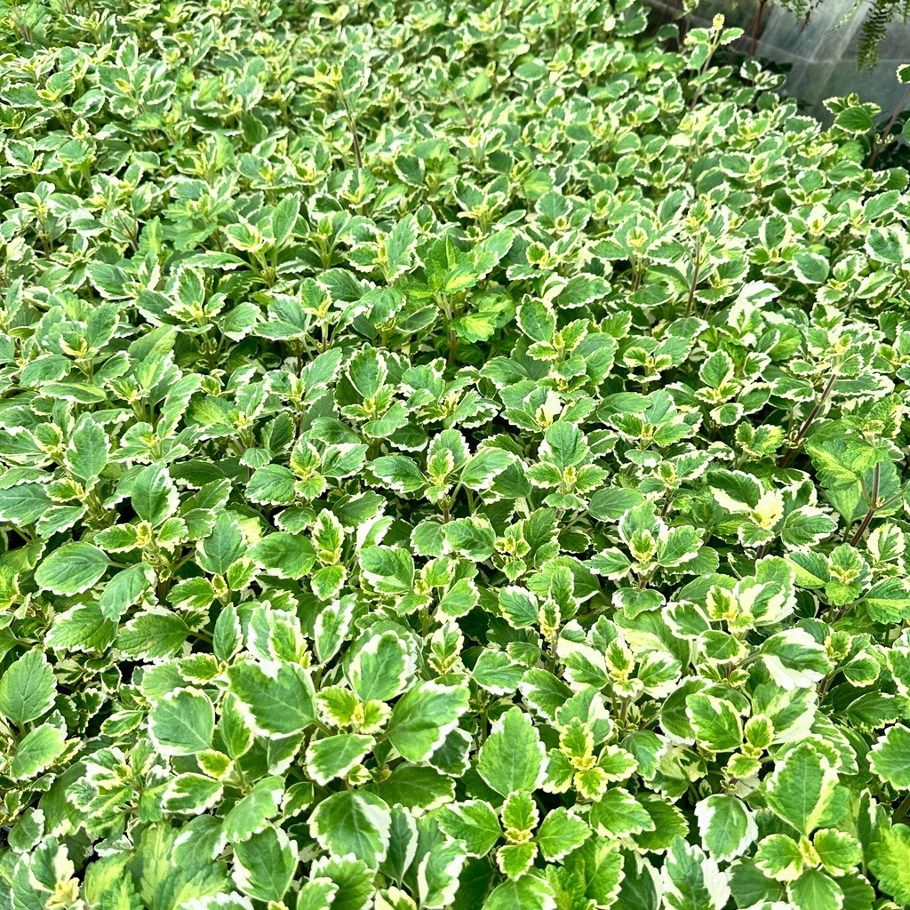 Komarzyca Plectranthus Plektrantus DUŻA SADZONKA - 15465793883 ...