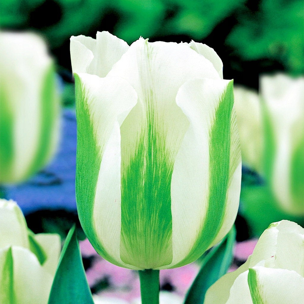 Tulipan Green Spirit Cebulki Tulipan 5szt - 14080839459 - oficjalne ...