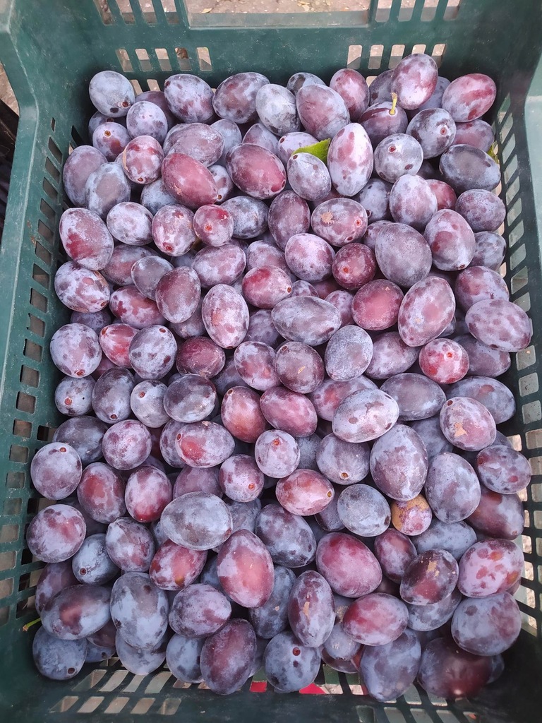 Śliwka Węgierka oryginalna słodka 5 kg z sadu - 12645261267 - oficjalne ...