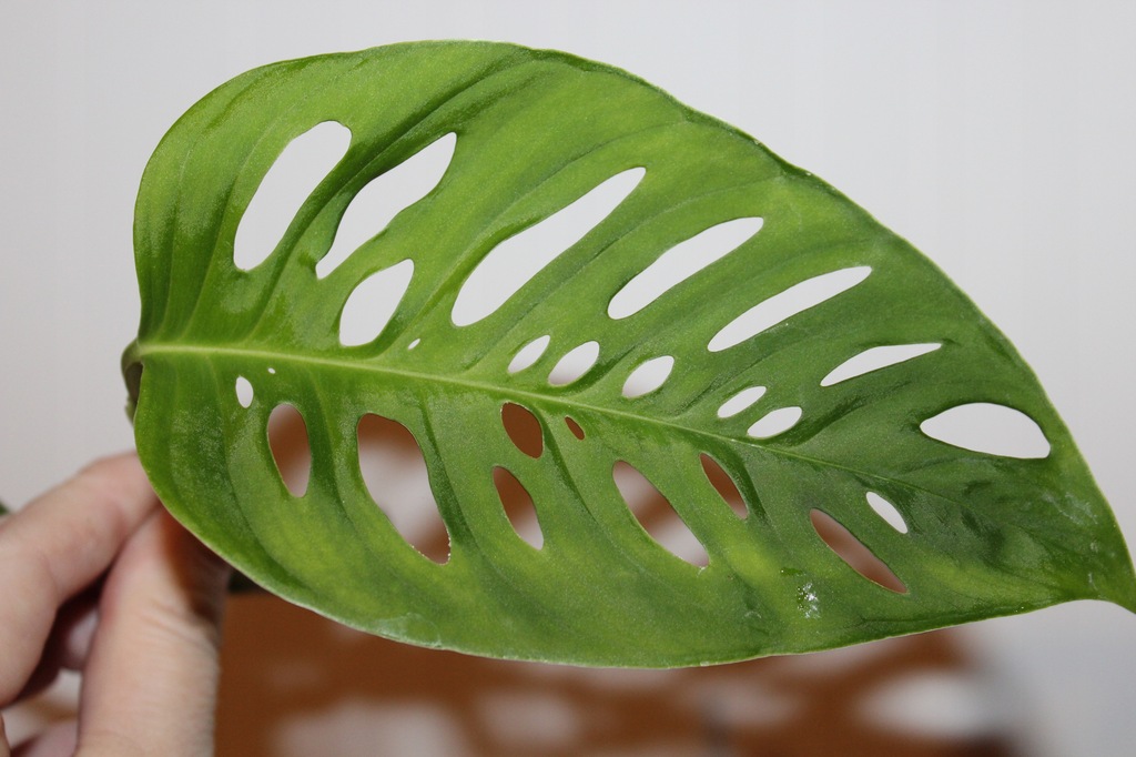 Monstera - Indanza- sadzonka - 13269835357 - oficjalne archiwum Allegro