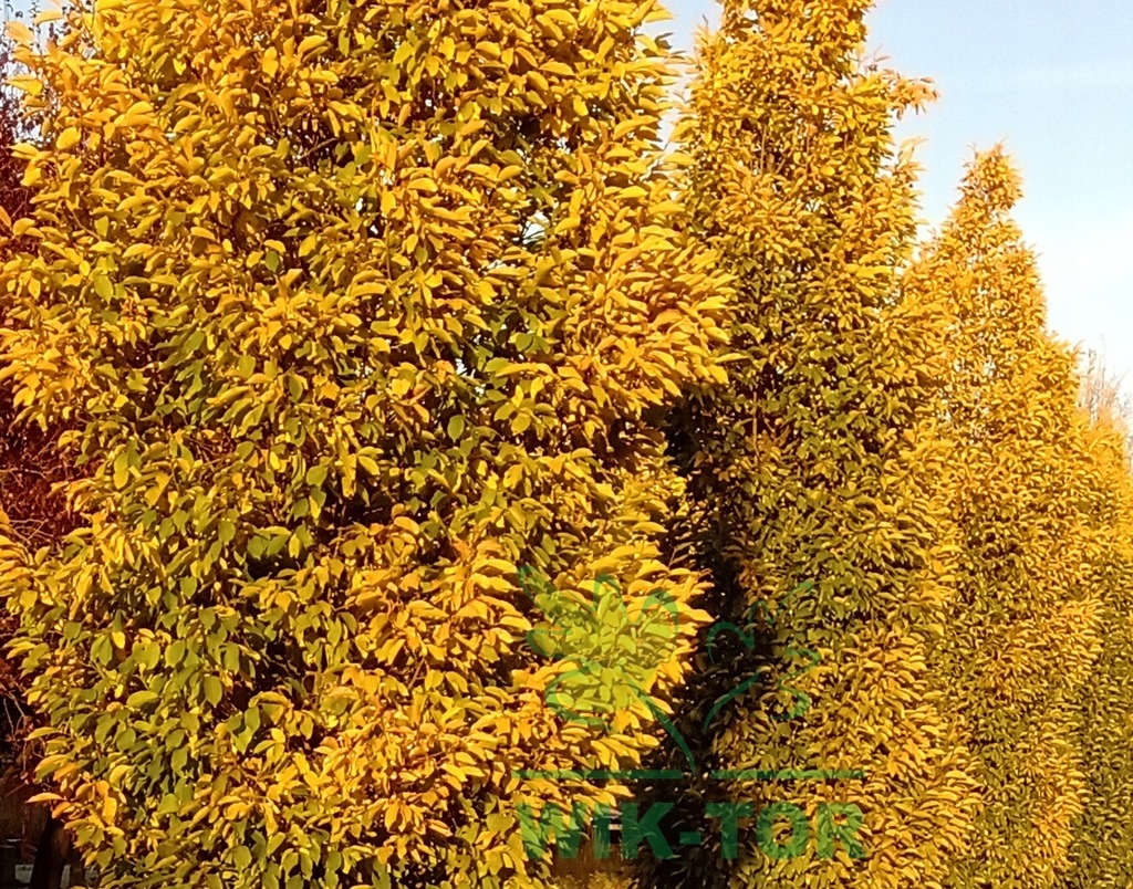 Grab pospolity Carpinus betulus na żywopłot drzewo - 13160208593 ...