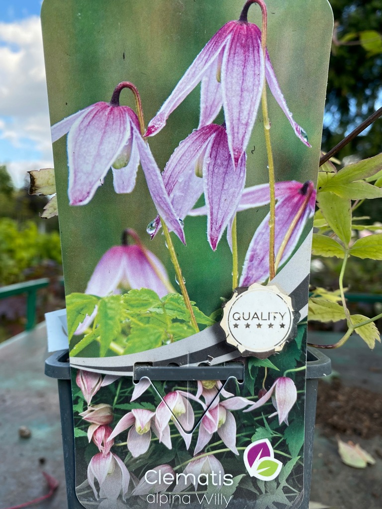 POWOJNIK ALPEJSKI WILLY RÓŻ UNIKATOWY PNĄCZE 1,7L - 12674120275 ...