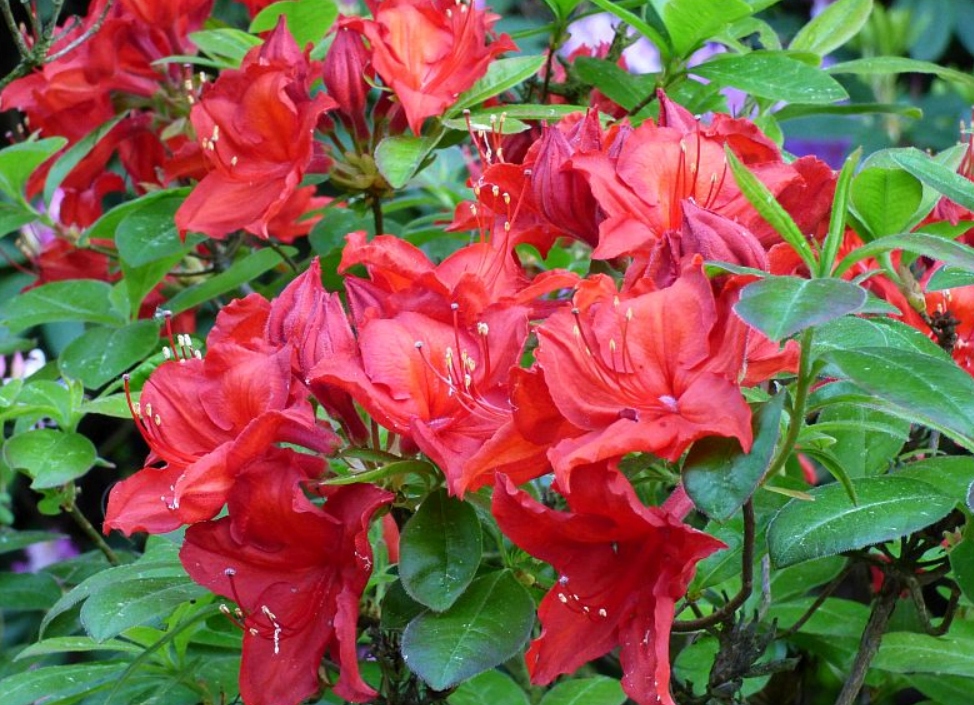 Azalia wielokwiatowa Doloroso Duża MROZOODPORNA Sadzonka 3l ...