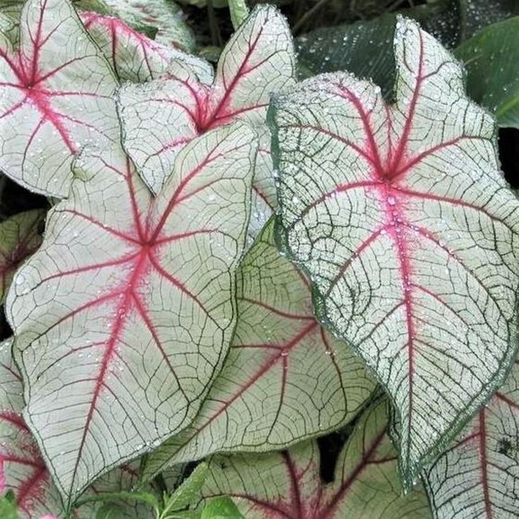 CALADIUM - KALADIUM OGRODOWE WHITE QUEEN 1 szt *B - 7871371987 ...