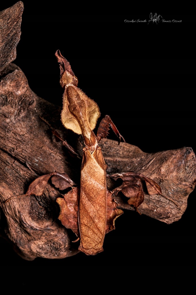 HIT Modliszka liściogłowa phyllocrania paradoxa !! - 11497680136 ...