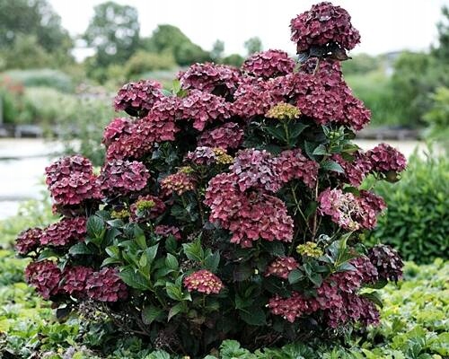 HORTENSJA OGRODOWA CHOCOLATE EVER BELLES PBR Hydrangea macrophylla P9 - 15187755931 - oficjalne ...