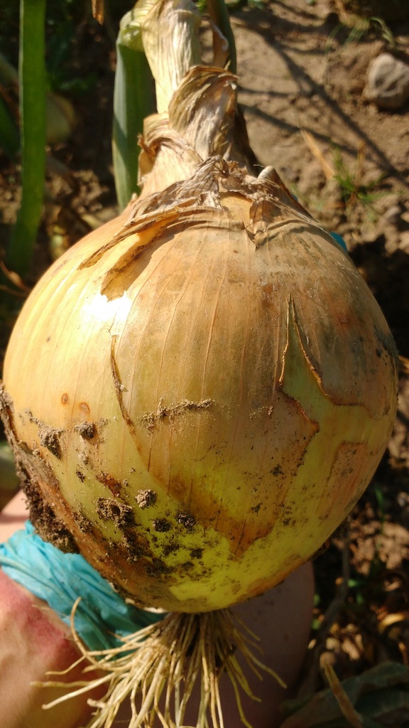 CEBULA Allium Exhibition sadzonki w don od19.04.22 - 11939990690 ...