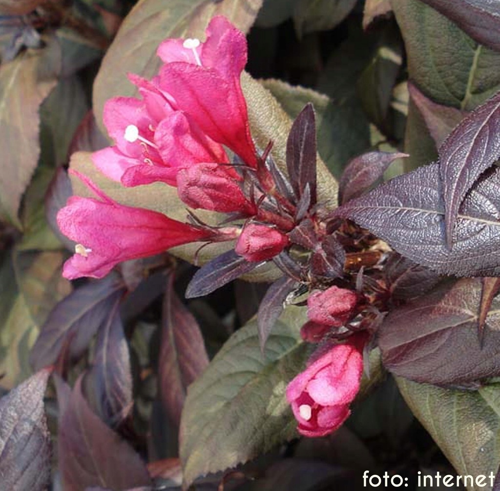 KRZEWUSZKA CUDOWNA 'VICTORIA' P9 - 12501275349 - oficjalne archiwum Allegro