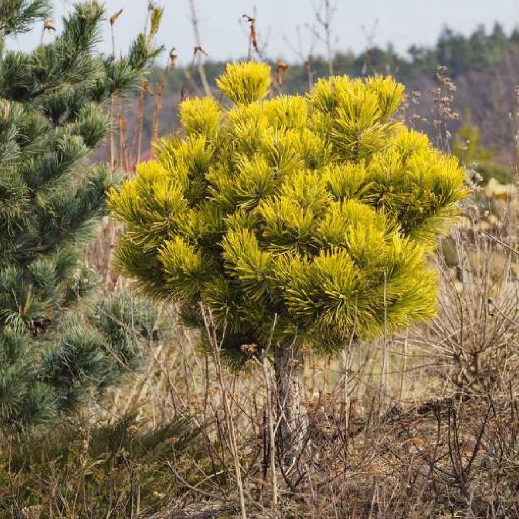 Sosna górska Ophir na pniu Pa60 - 13452658570 - oficjalne archiwum Allegro