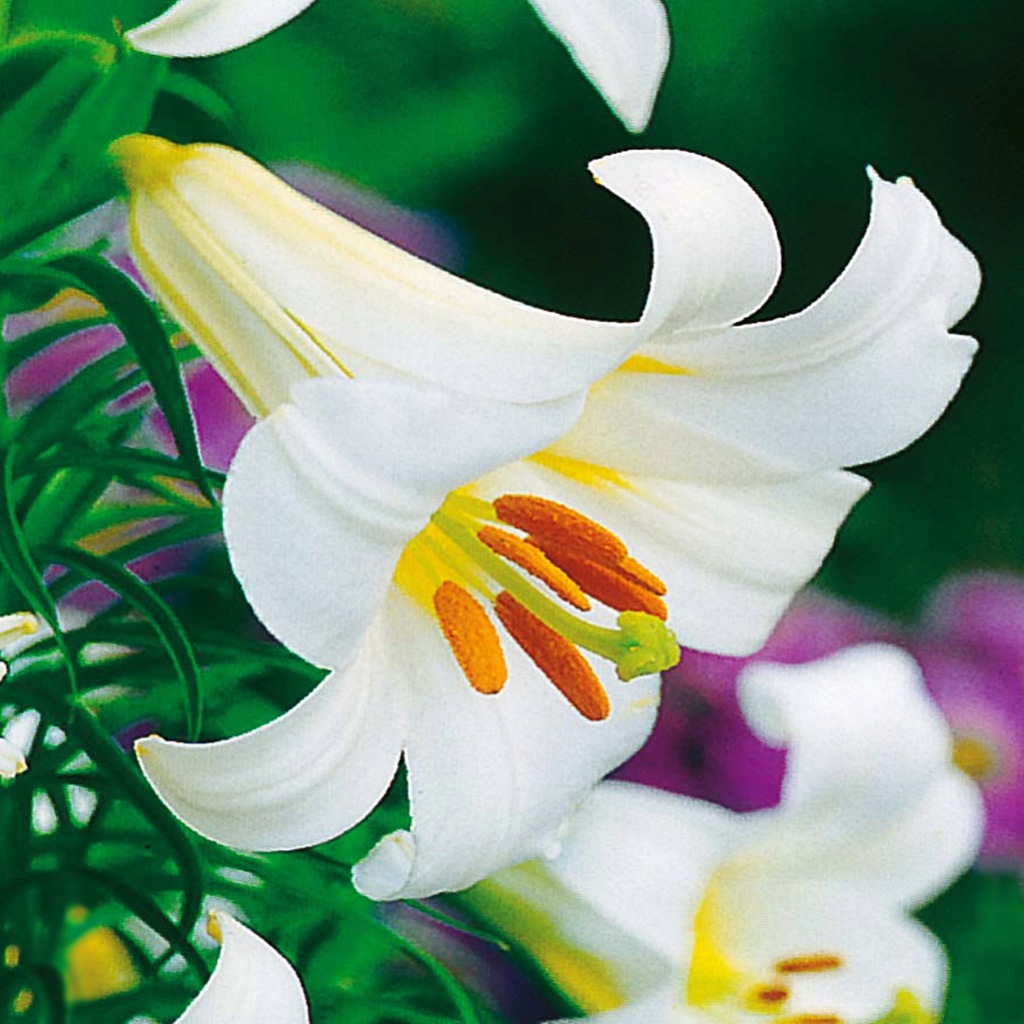 Lilia Lilie Trąbkowa Regale Album 1 szt cebulki - 12519785479 ...