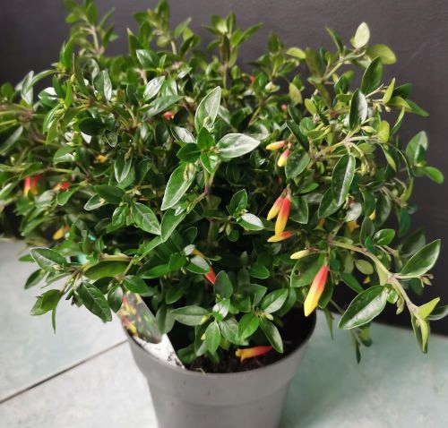 JACOBINIA PAUCIFLORA FIREFLY - 15259221229 - oficjalne archiwum Allegro