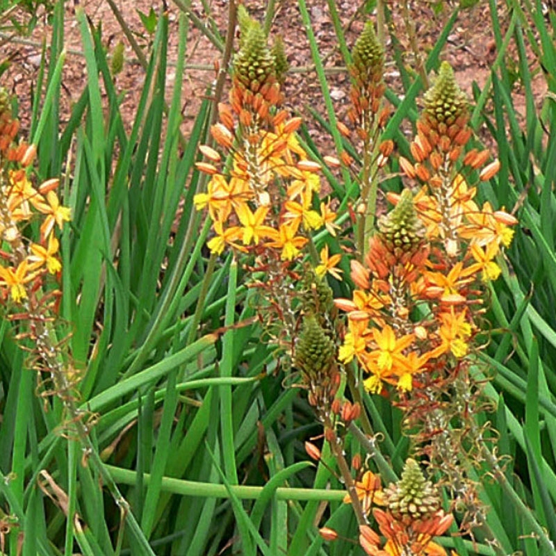 Bulbine krzewiasta Avera Sunset Orange SUKULENT ziołolecznictw P11 ...
