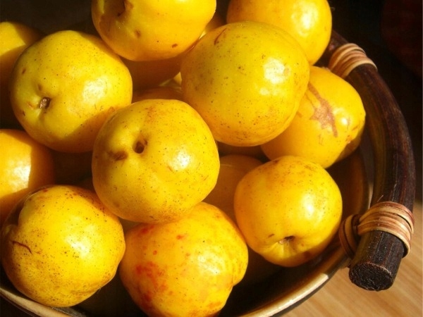 PIGWOWIEC japoński Zdrowy owoc Pigwa 50-70cm - 7640955756 - oficjalne ...