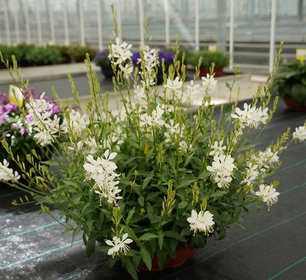 Gaura Steffi White Piękne BIAŁE kwiaty - 12724937043 - oficjalne ...