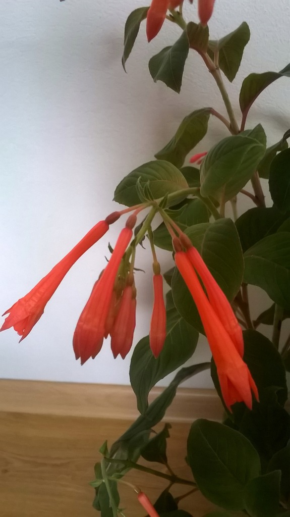 Fuksja sadzonka fuksji Thalia Koralle na drzewko - 8129633907 ...