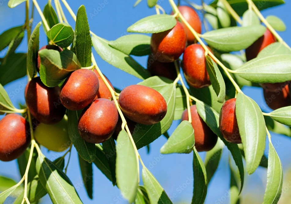 NOWOŚĆ! Daktyl chiński ZIZIPHUS JUJUBA głożyna pospolita sadzonka - 15319322029 - oficjalne ...