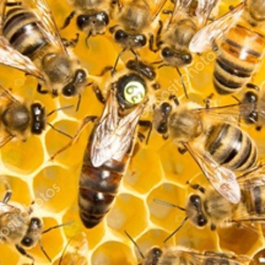 Matki pszczele Kędracki - Sklenar, Singer, Gema - 13678274184 ...