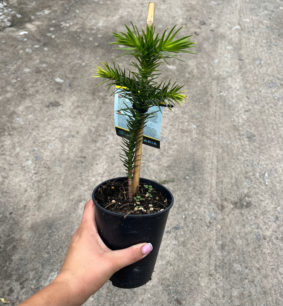 Araukaria chilijska małpie monkey tree iglak - 13897992430 - oficjalne ...