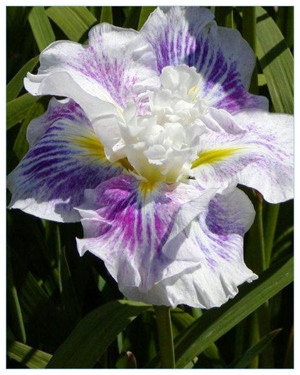 Irys Ensata Japoński Angel Mountain 1 szt - 13319592649 - oficjalne ...