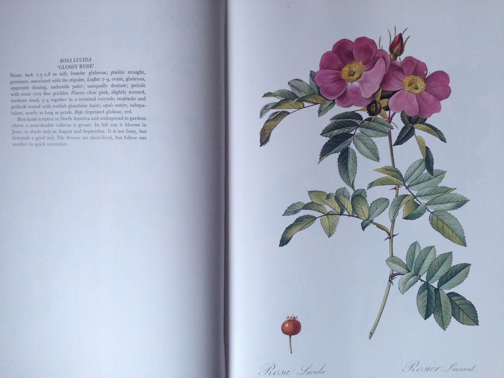 P.J. Redoute Redoute's Roses RÓŻE rzadki album! - 7693675620 ...