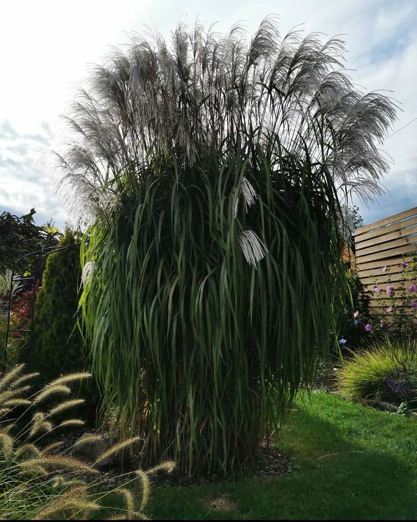 MISKANT CHIŃSKI MEMORY trawa ozdobna 250cm 2L - 13354629147 - oficjalne ...