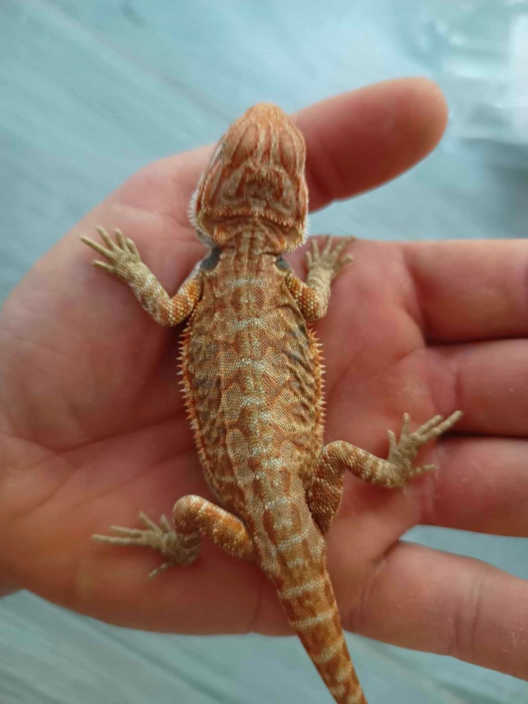 Agama brodata RED samiczka - 13988947697 - oficjalne archiwum Allegro