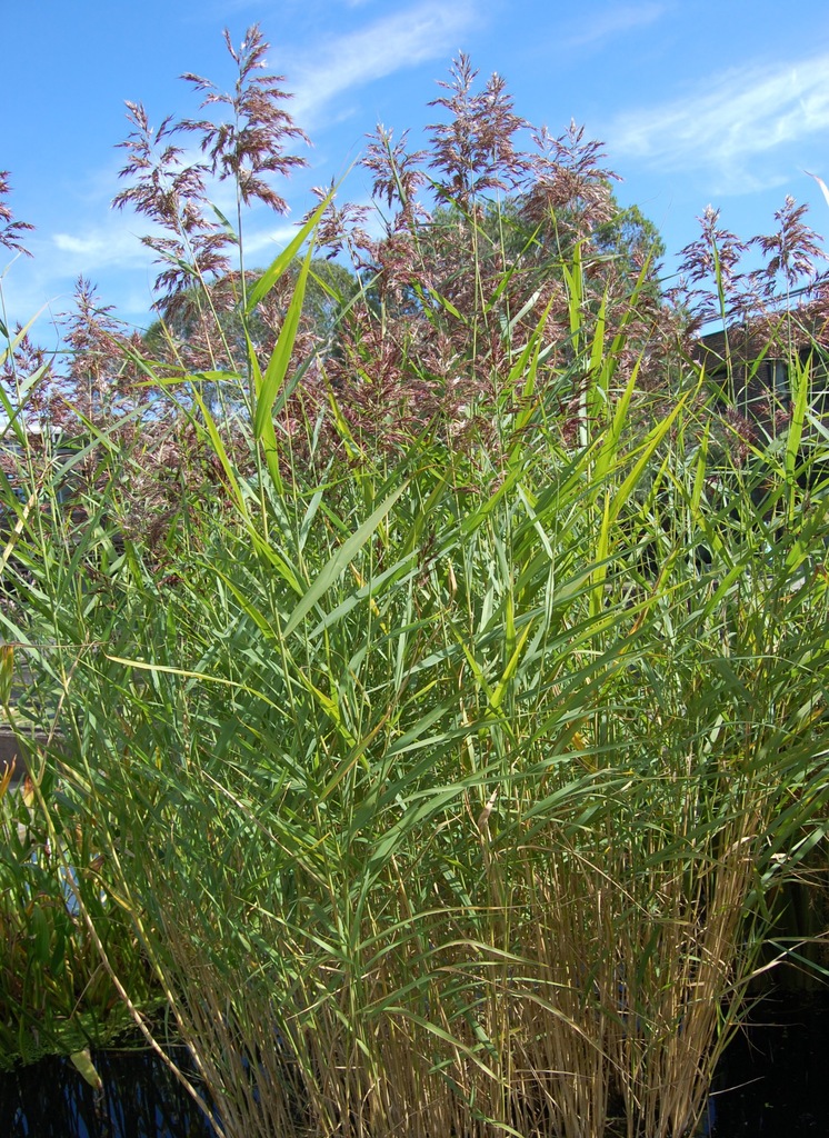 TRZCINA POSPOLITA sadzonka DO OCZYSZCZALNI - 10136069604 - oficjalne ...