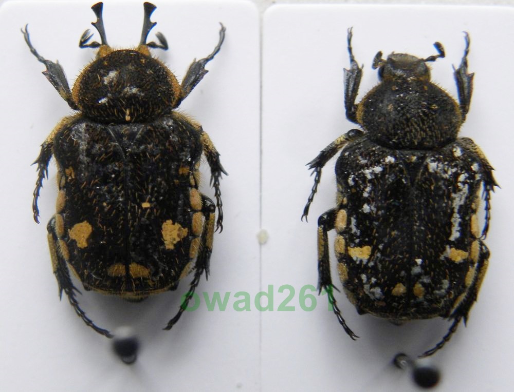 Goliathopsis duponti para 13mm Tajlandia - 6723695200 - oficjalne ...