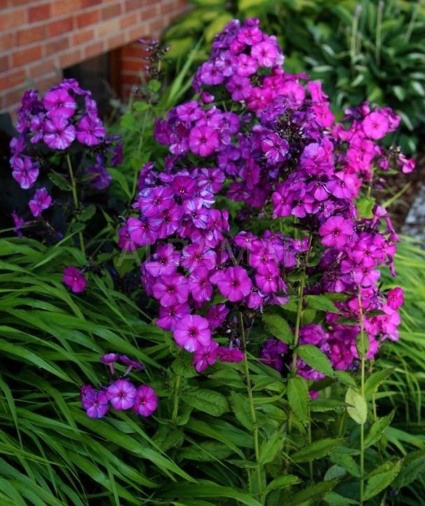 Floks wiechowaty DUŻA SADZONKA! - 15800623621 - oficjalne archiwum Allegro