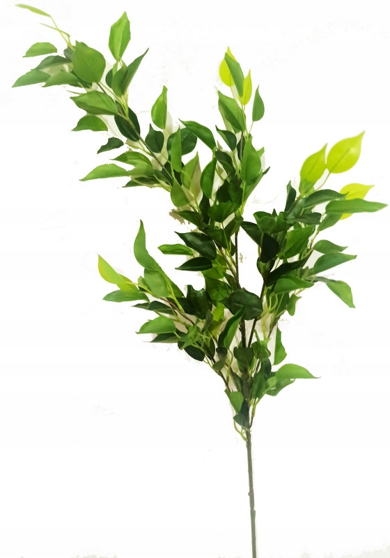 RUSCUS RUSKUS DŁUGA GAŁĄZKA ZIELONA WOSKOWANA 96cm - 13201152373 ...