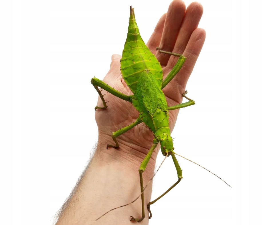 Straszyk olbrzymi (Heteropteryx dilatata) parka - 13665861182 ...