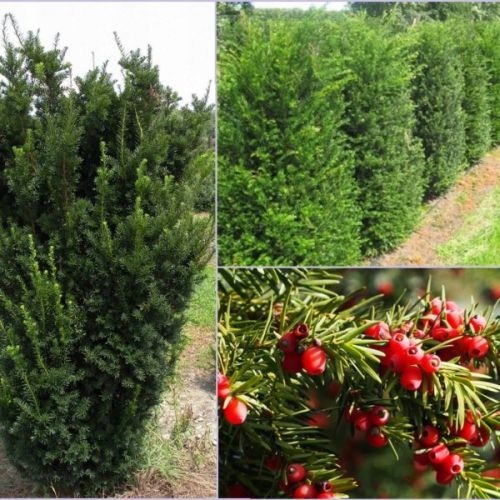 CIS HICKSI - KOLUMNOWY POKRÓJ -SZYBKO ROŚNIE - 11921958621 - oficjalne ...