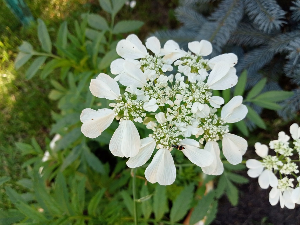 ORLAJA WIELKOKWIATOWA , ORLAYA GRANDIFLORA -PIĘKNA - 13144290739 ...