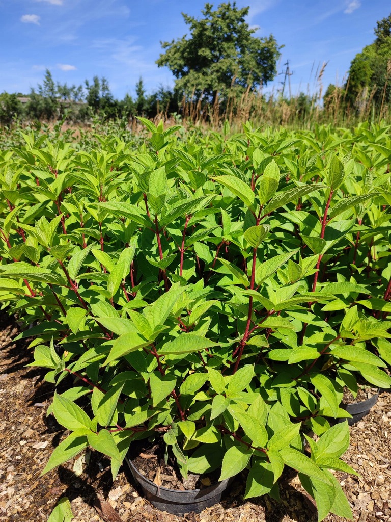 Hortensja - Hydrangea paniculata Wim's (C3-3l) - 13492190157 ...