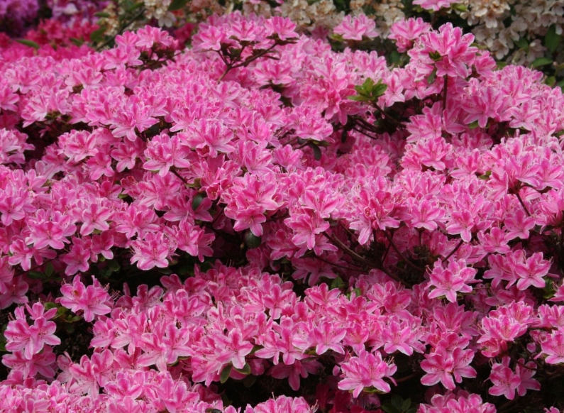 Azalia Kermesina Rose Rhododendron NIEWYMAGAJĄCY Duża Sadzonka 3L ...