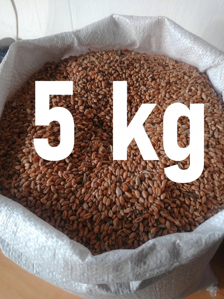 Ziarno Pszenicy dla kur dzikich ptaków 5kg od rolnika - 14625591708 - oficjalne archiwum Allegro