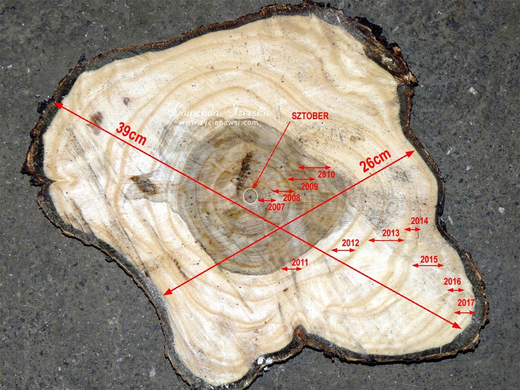 Topola 'Hybryda 275' sadzonki zdrewniałe sztobry - 9938469364 ...