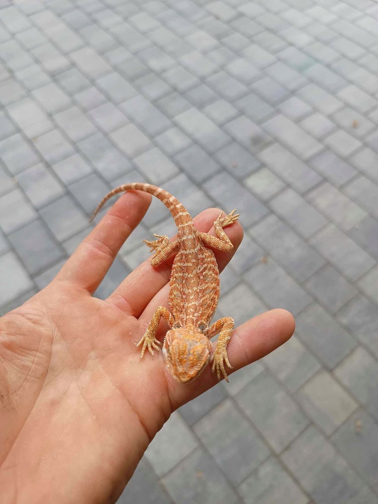 Agama brodata RED EXTREME podrostek - 14204149972 - oficjalne archiwum ...