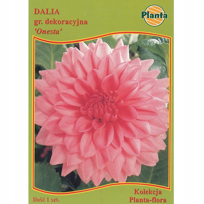 DALIA DEKORACYJNA ONESTA RÓŻOWA CEBULKA BULWA 1szt - 13481674145 ...