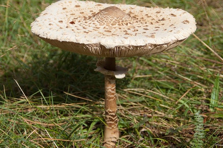 Grzybnia CZUBAJKA KANIA wyhoduj własne grzyby - 7875577786 - oficjalne ...