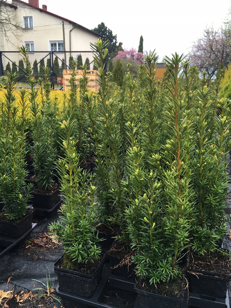 Cis hicksi W DONICY p9 - 13504689845 - oficjalne archiwum Allegro