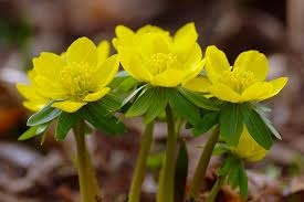 Rannik Zimowy Pierwszy w Ogrodzie Sadzonki - 13422336929 - oficjalne ...