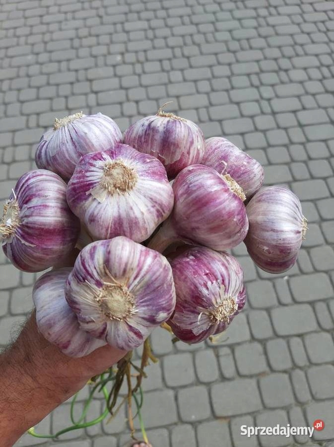 Czosnek polski Harnaś ekolog 1kg 5.5-6.5cm b.duży - 13978894981 ...
