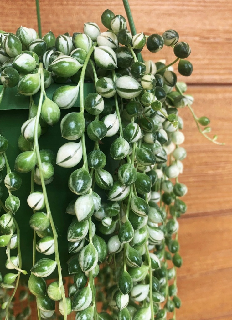 Starzec Senecio Rowleyanus Variegata cięty sznurek - 11098284733 ...