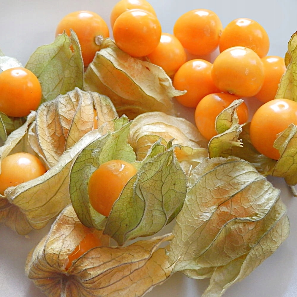 RODZYNEK BRAZYLIJSKI MIECHUNKA PERUWIAŃSKA NASIONA - 12859003456 ...