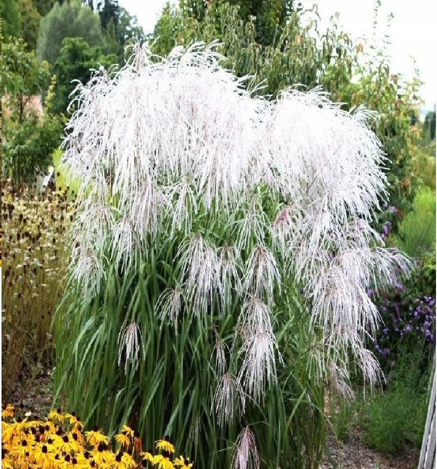 MISKANT MEMORY _ wyjątkowa trawa SADZONKA W DONICY - 11277256051 ...