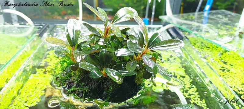Bucephalandra Silver Powder rarytas fibell - 11805932464 - oficjalne ...