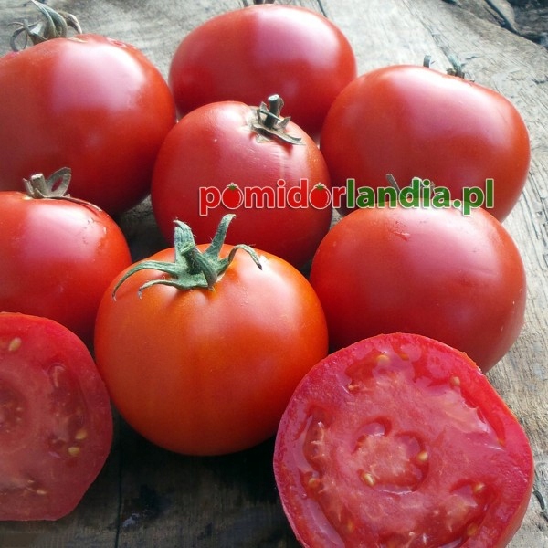 Pomidor gruntowy SAINT PIERRE sadzonka! malinowy - 9204154374 - oficjalne archiwum Allegro