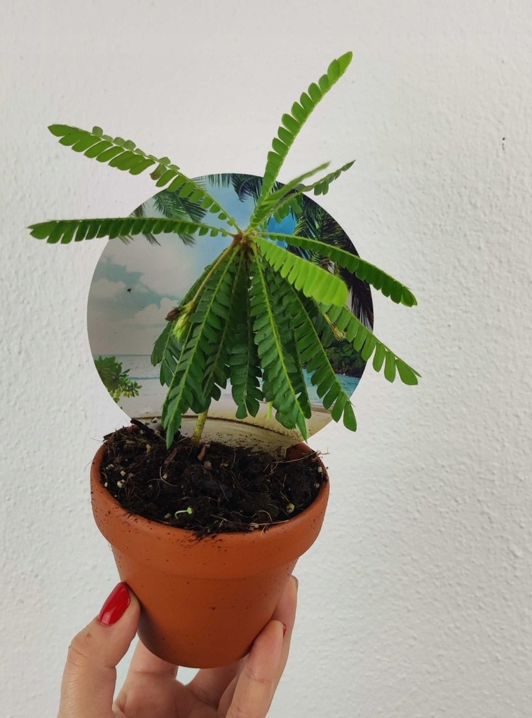 Biophytum sensitivum mukkutti Palma - 15178374877 - oficjalne archiwum ...