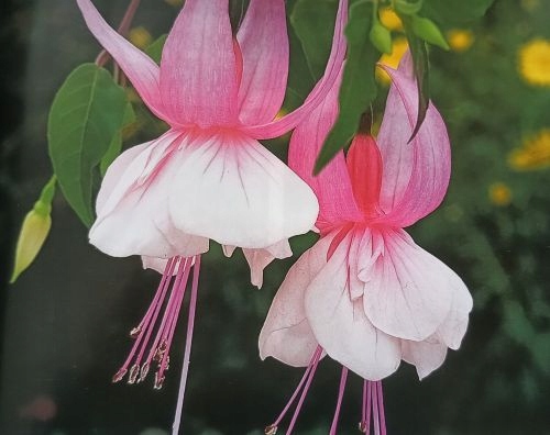 FUKSJA, FUCHSIA sadzonka MISS CALIFORNIA STOJĄCA - 15204061597 ...